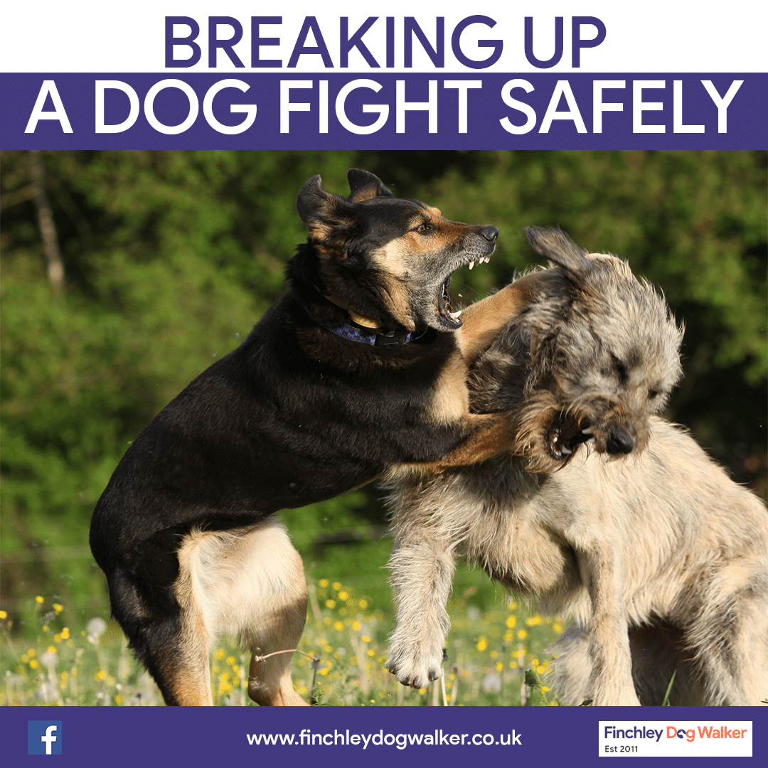 How to Break up a Dog Fight | Finchley Dog Walker