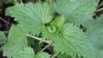 Stinging Nettles and Dogs - Finchley Dog Walker